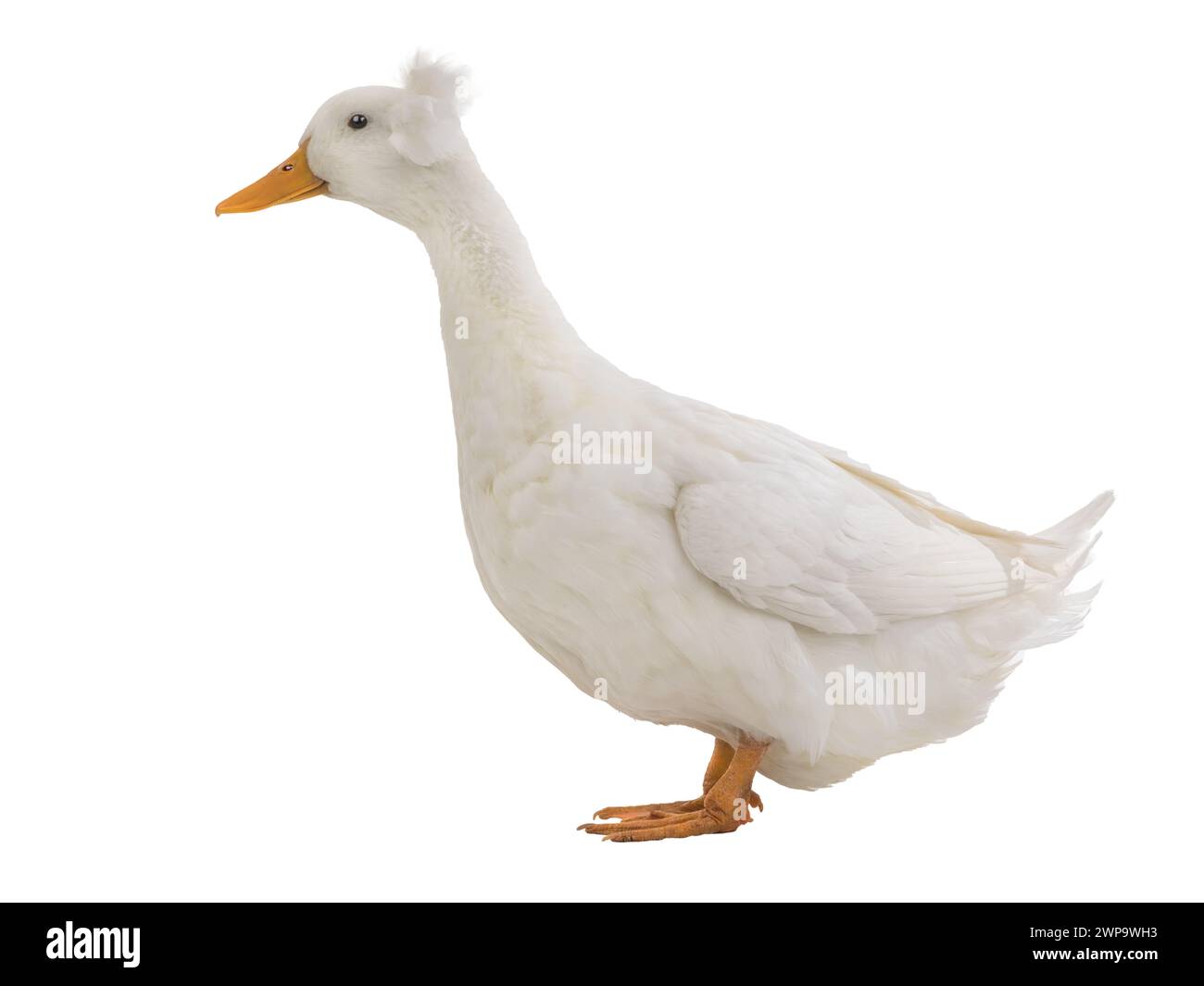white duck isolated on white background Stock Photo - Alamy