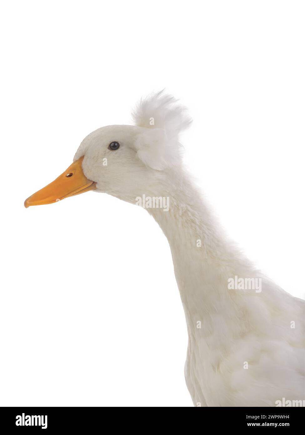 portrait white duck isolated on white background Stock Photo - Alamy