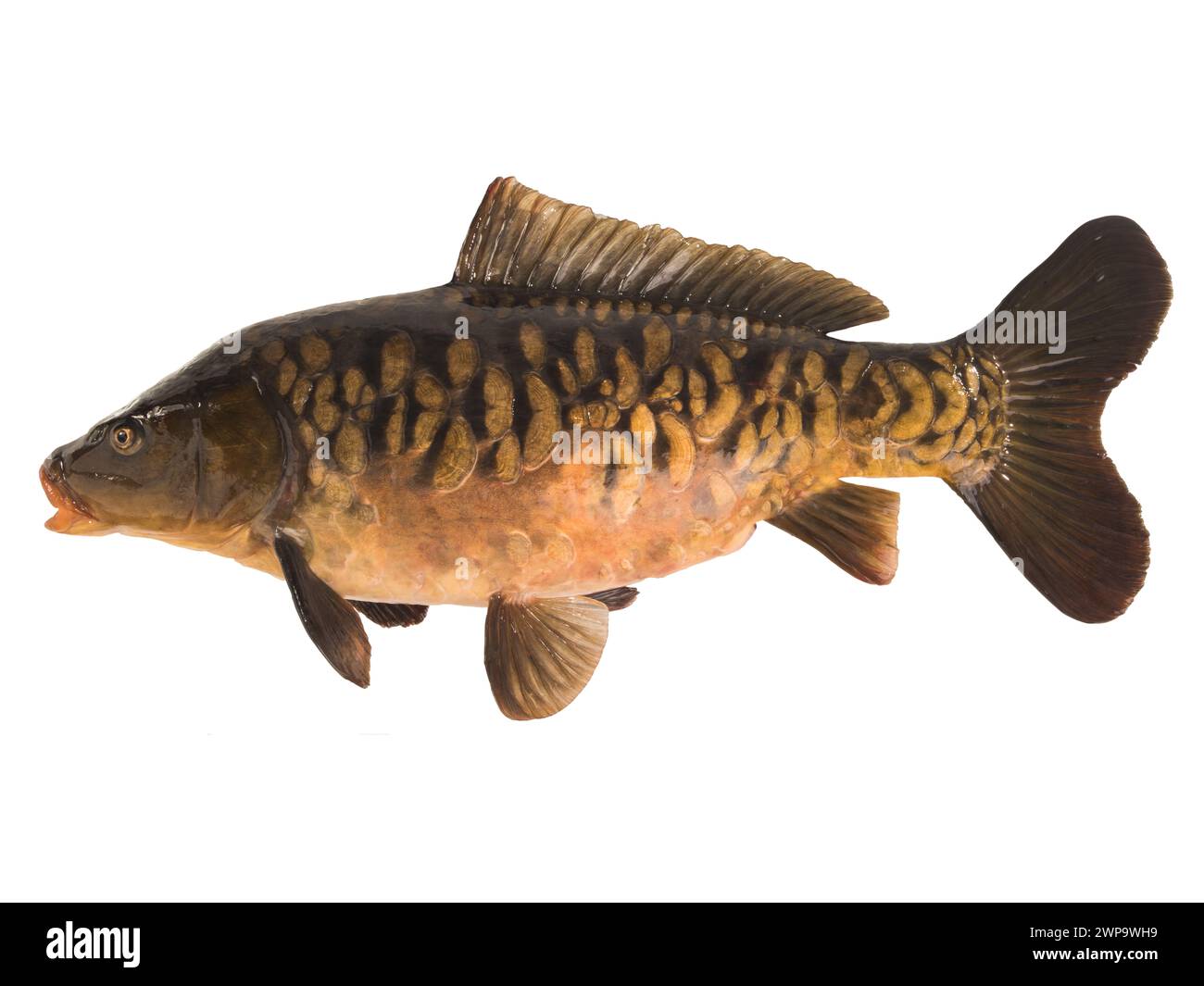 Mirror carp isolated on white background Stock Photo - Alamy