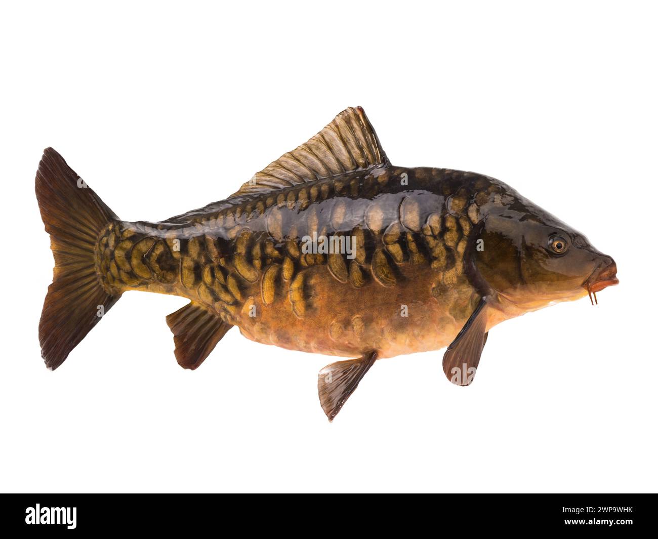 Mirror carp isolated on white background Stock Photo - Alamy