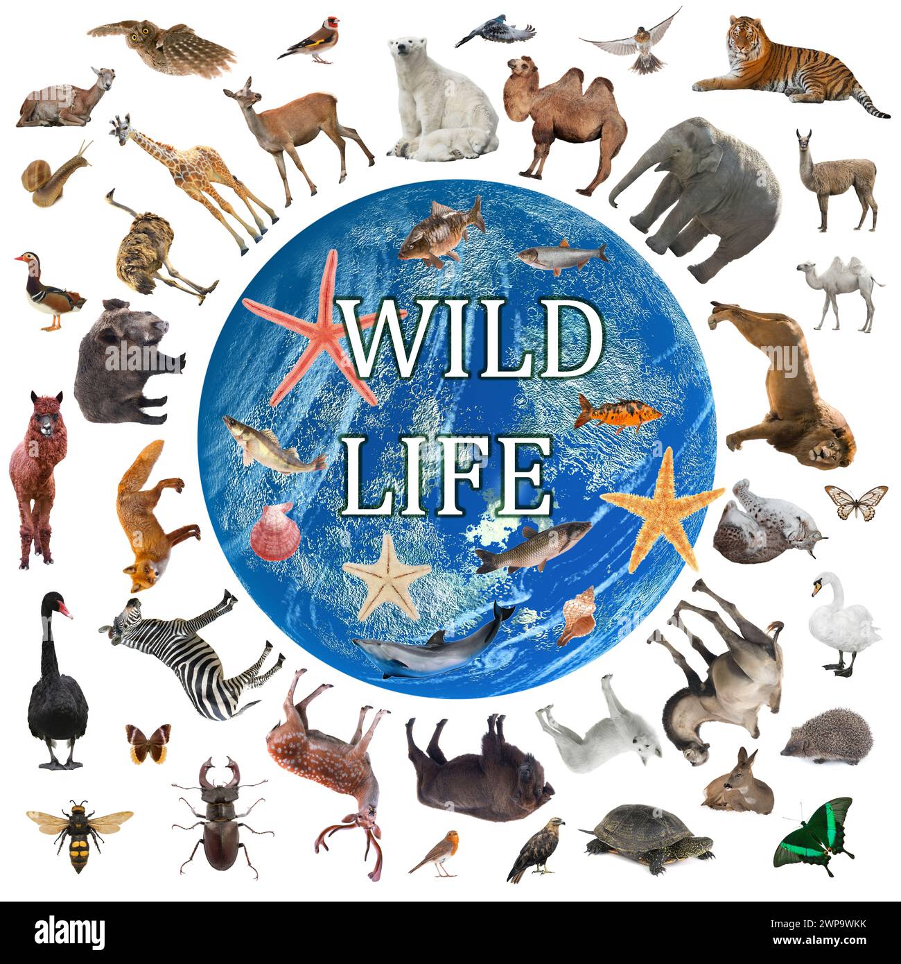 collage of wildlife walking around the world isolated on white ... collage of wildlife walking around the world isolated on white ...