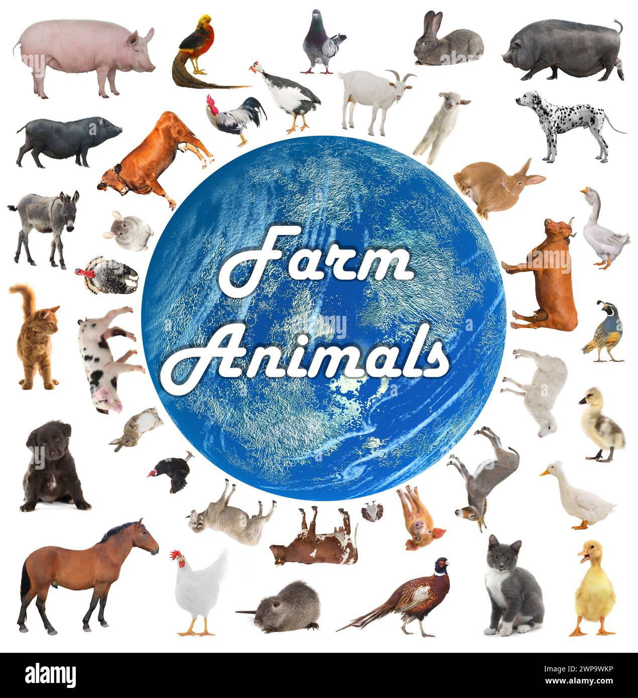 collage of farm animals isolated on white background Stock Photo - Alamy