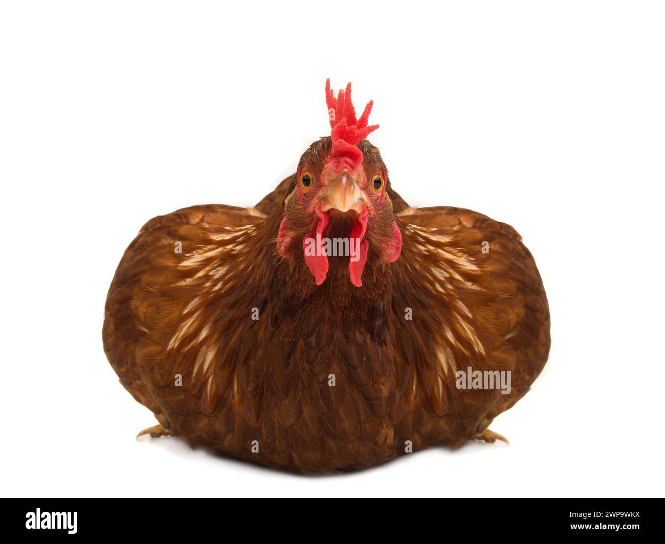 amazing chicken look isolated on white background Stock Photo - Alamy