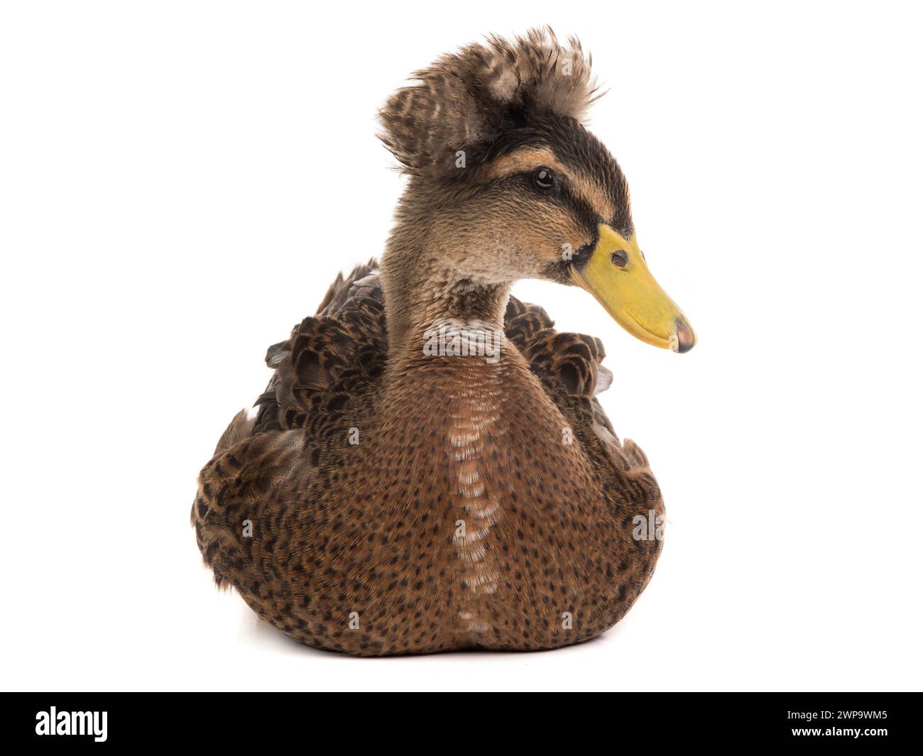 Male female duck on Cut Out Stock Images & Pictures - Alamy