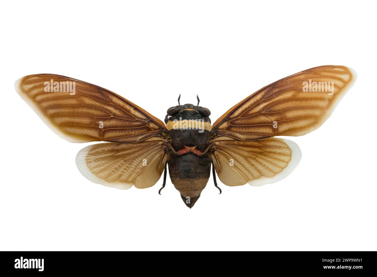 butterfly tacua speciosa isolated on white background Stock Photo - Alamy