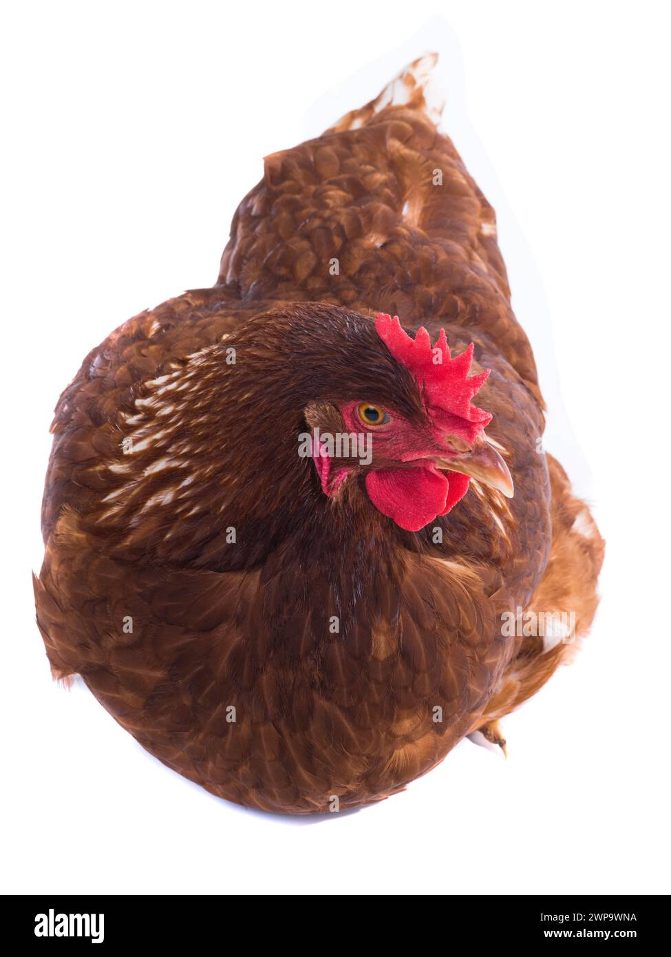 broken brown hen isolated on white background Stock Photo - Alamy