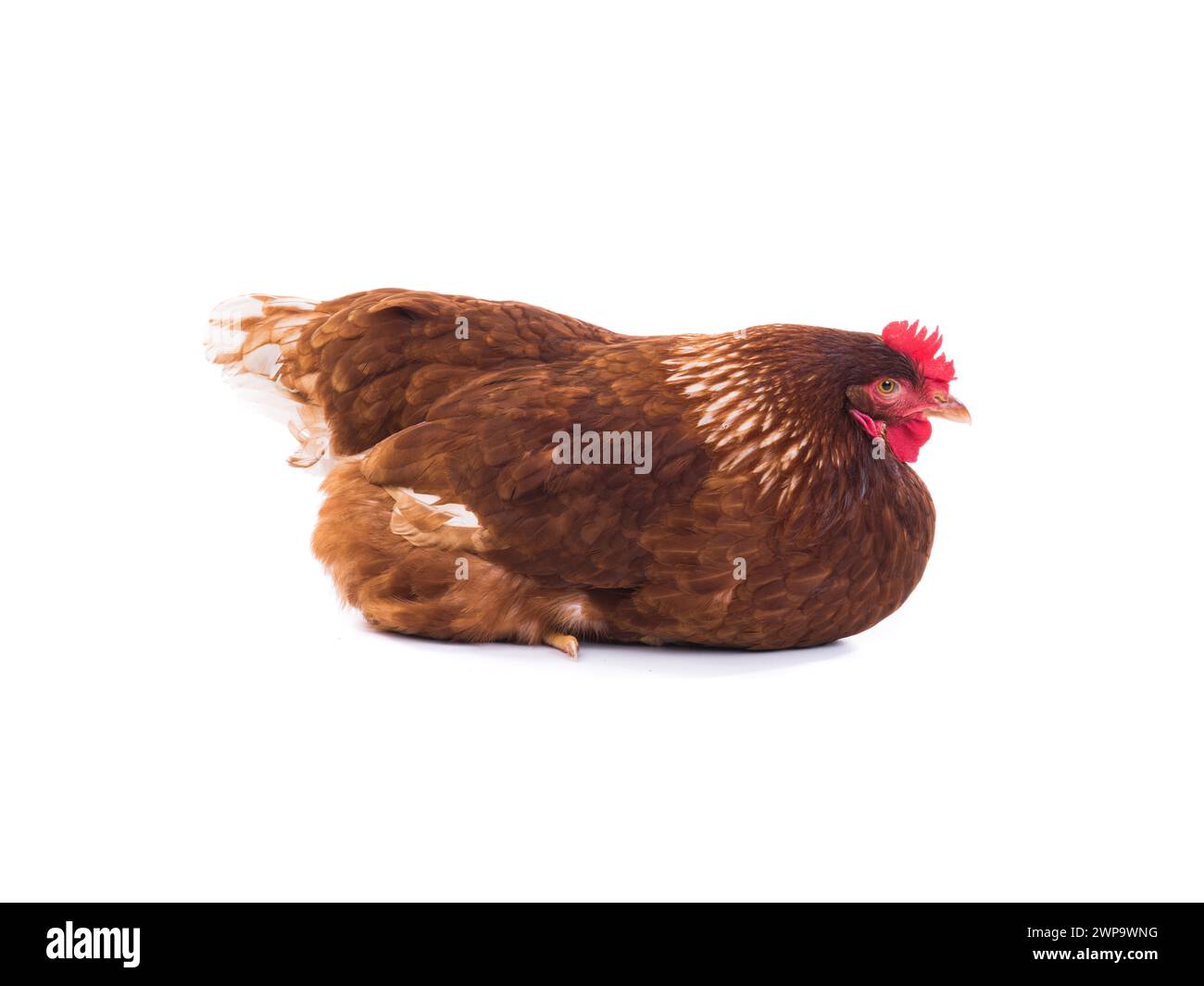 broken brown hen isolated on white background Stock Photo - Alamy