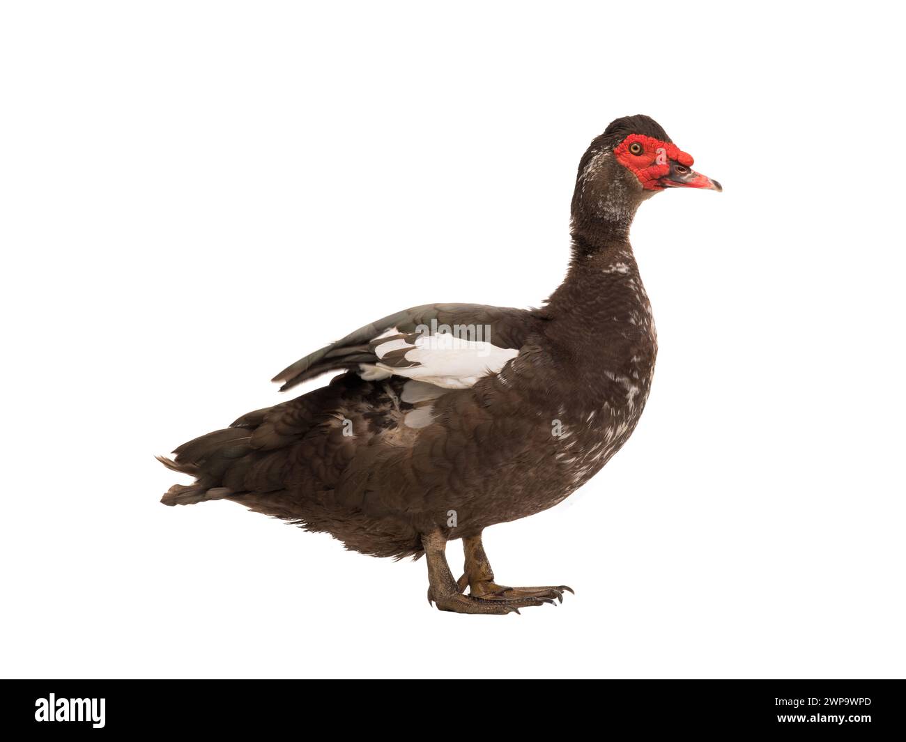 Muscovy duck isolated on white background Stock Photo - Alamy