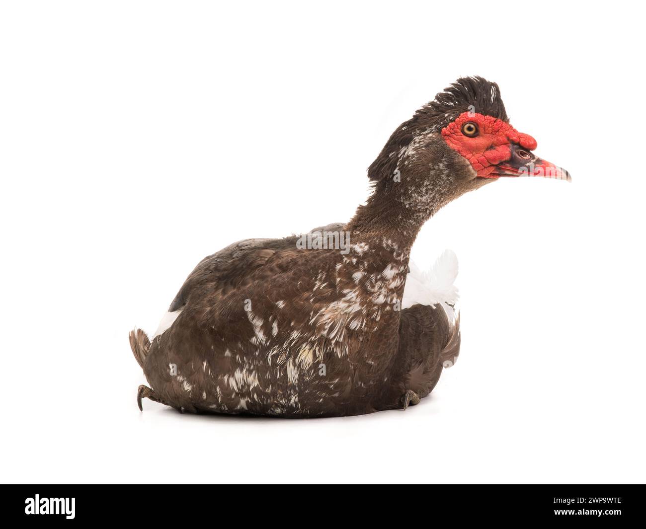 Muscovy duck isolated on white background Stock Photo - Alamy