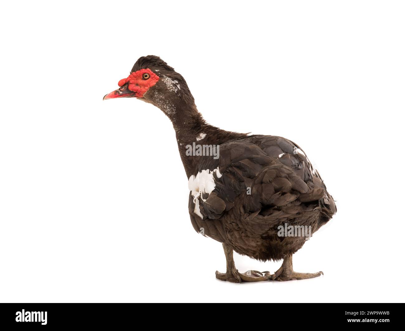 Muscovy duck isolated on white background Stock Photo - Alamy