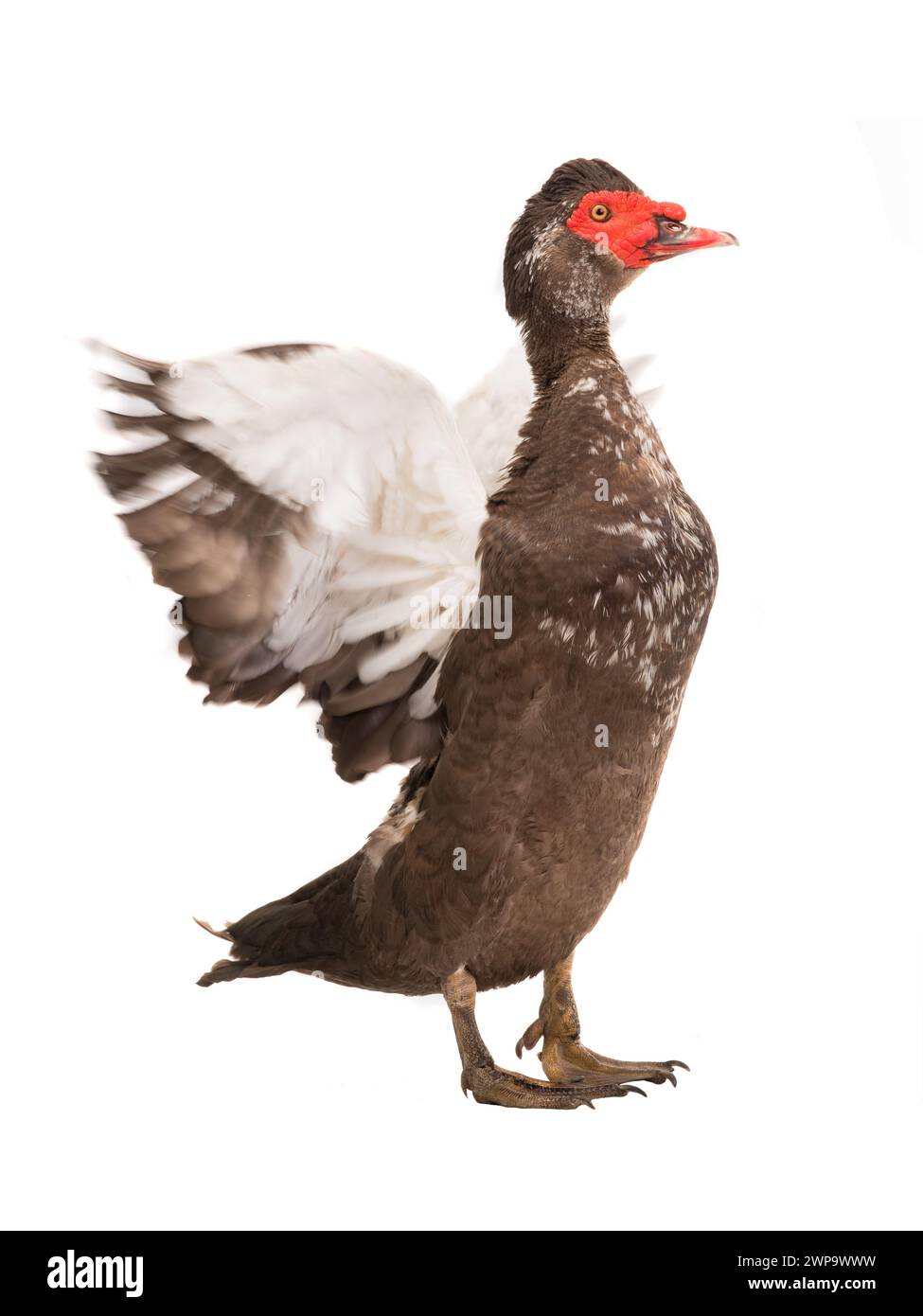 Muscovy duck isolated on white background Stock Photo - Alamy