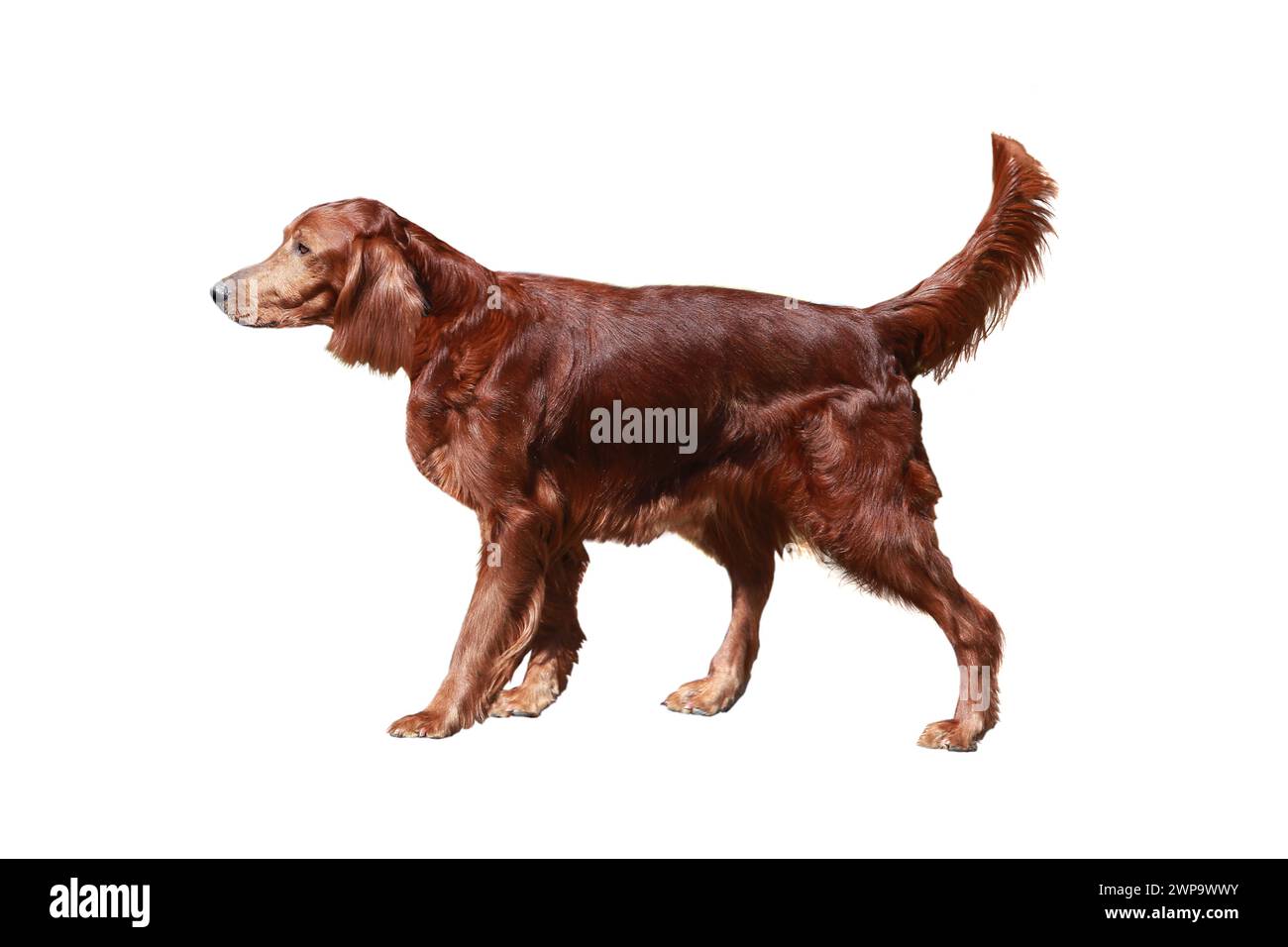 Irischer Setter isolated on white background Stock Photo - Alamy