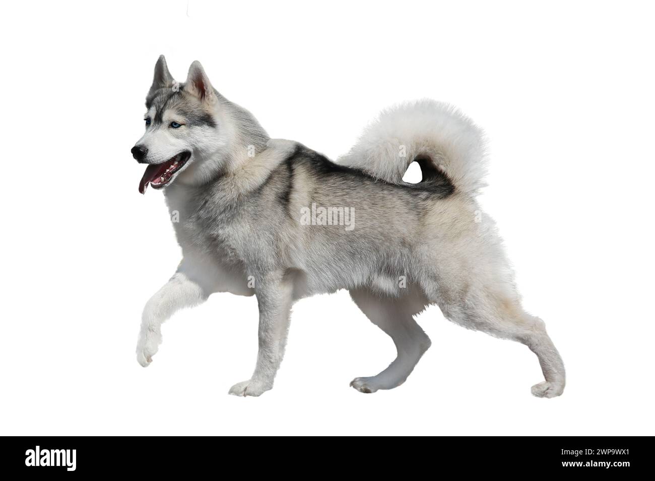 husky dog isolated on white background Stock Photo - Alamy