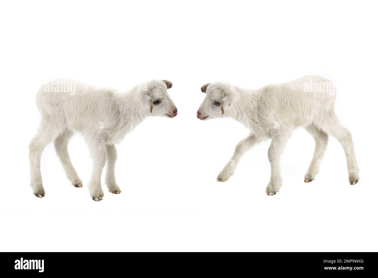 two baby sheep on a white background Stock Photo - Alamy