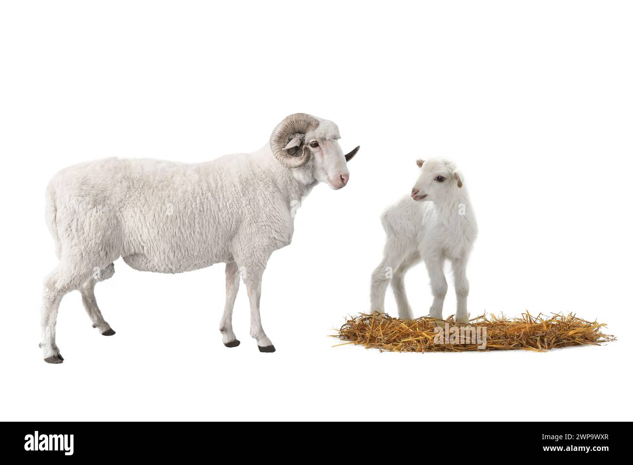 Two head sheep Cut Out Stock Images & Pictures - Alamy