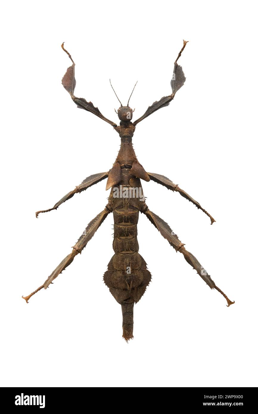 beetle Extatosoma popoi isolated on white background Stock Photo - Alamy