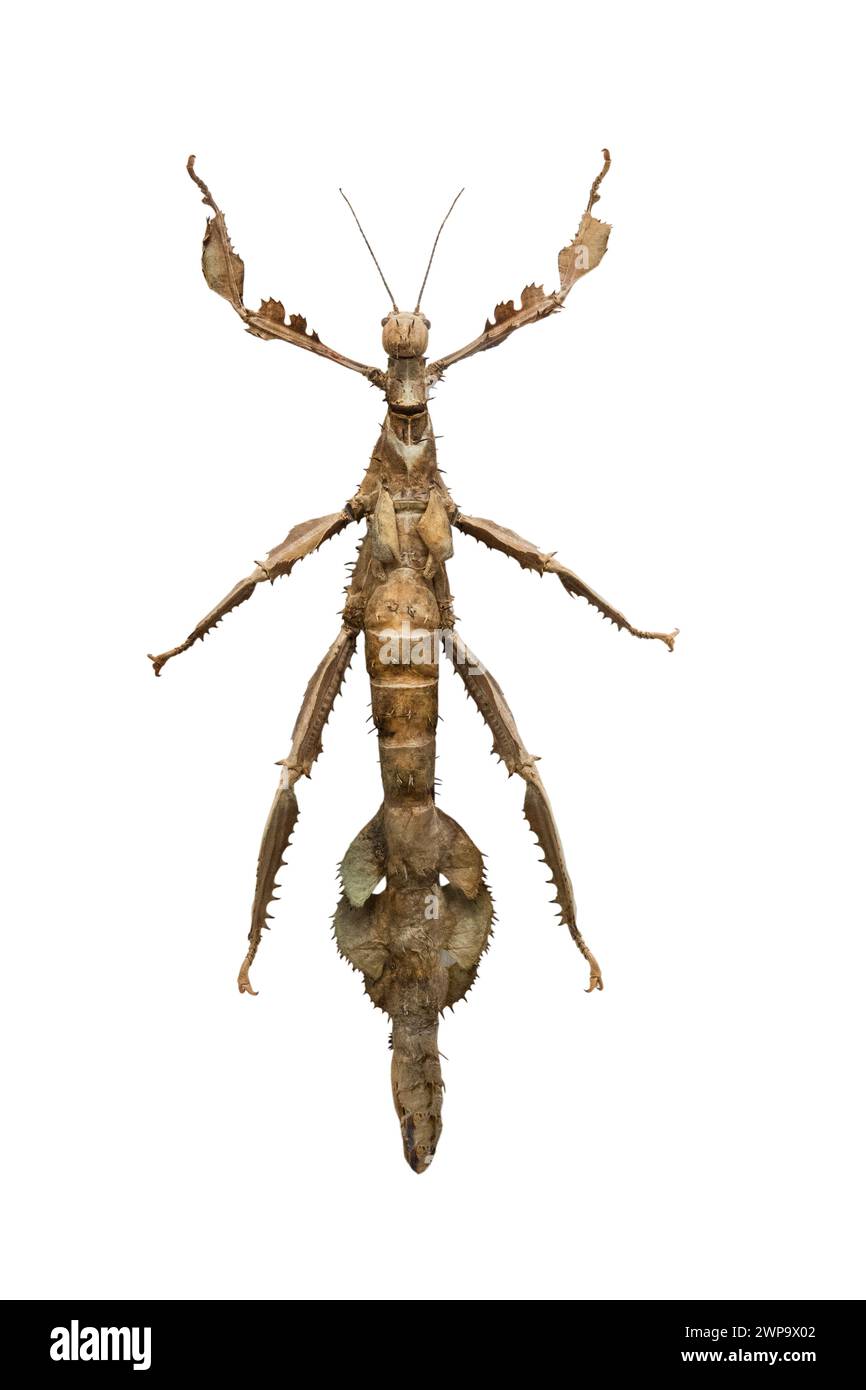 beetle Extatosoma, Wau Valley isolated on white background Stock Photo ...