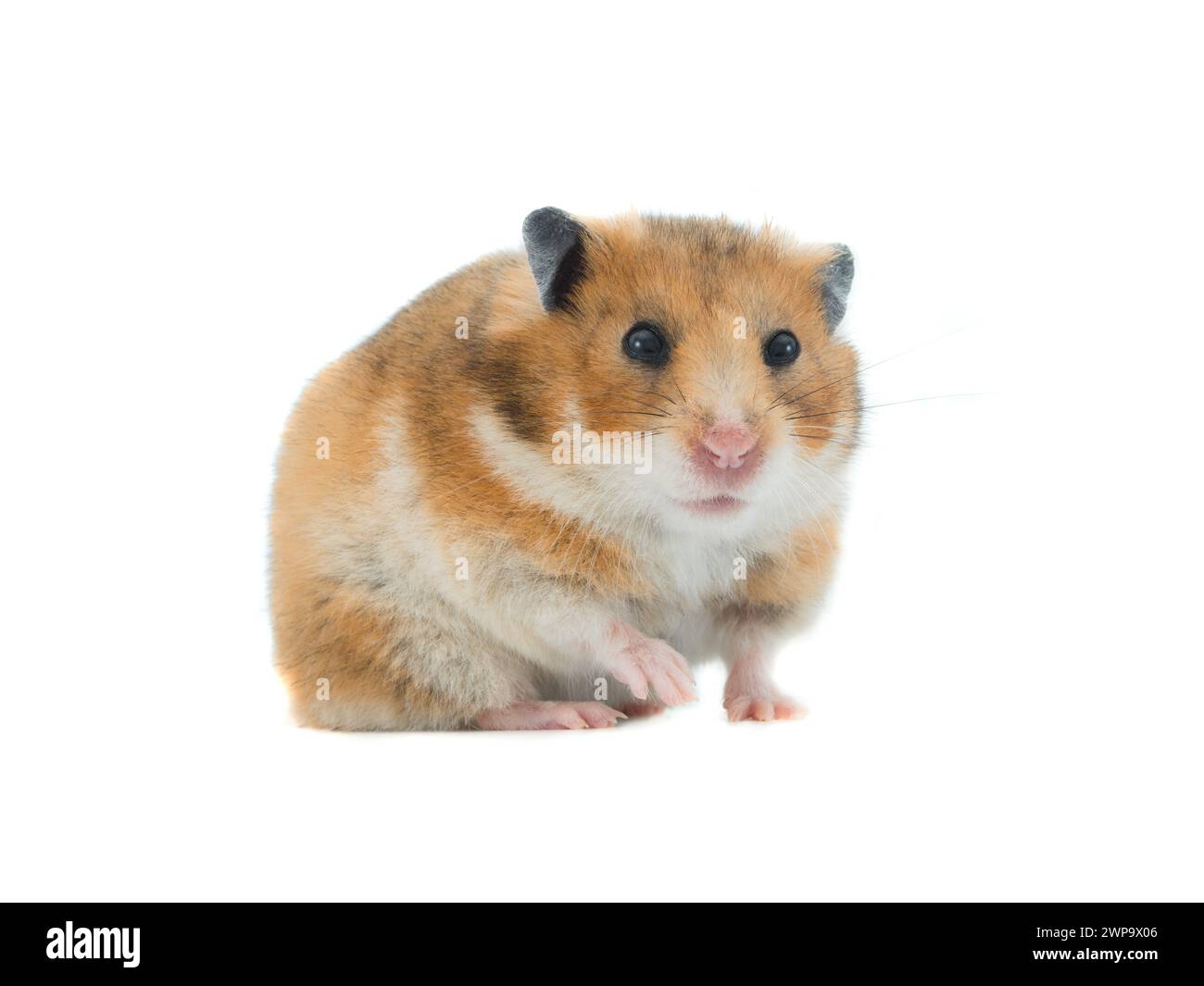 Syrian hamster isolated on white background Stock Photo - Alamy