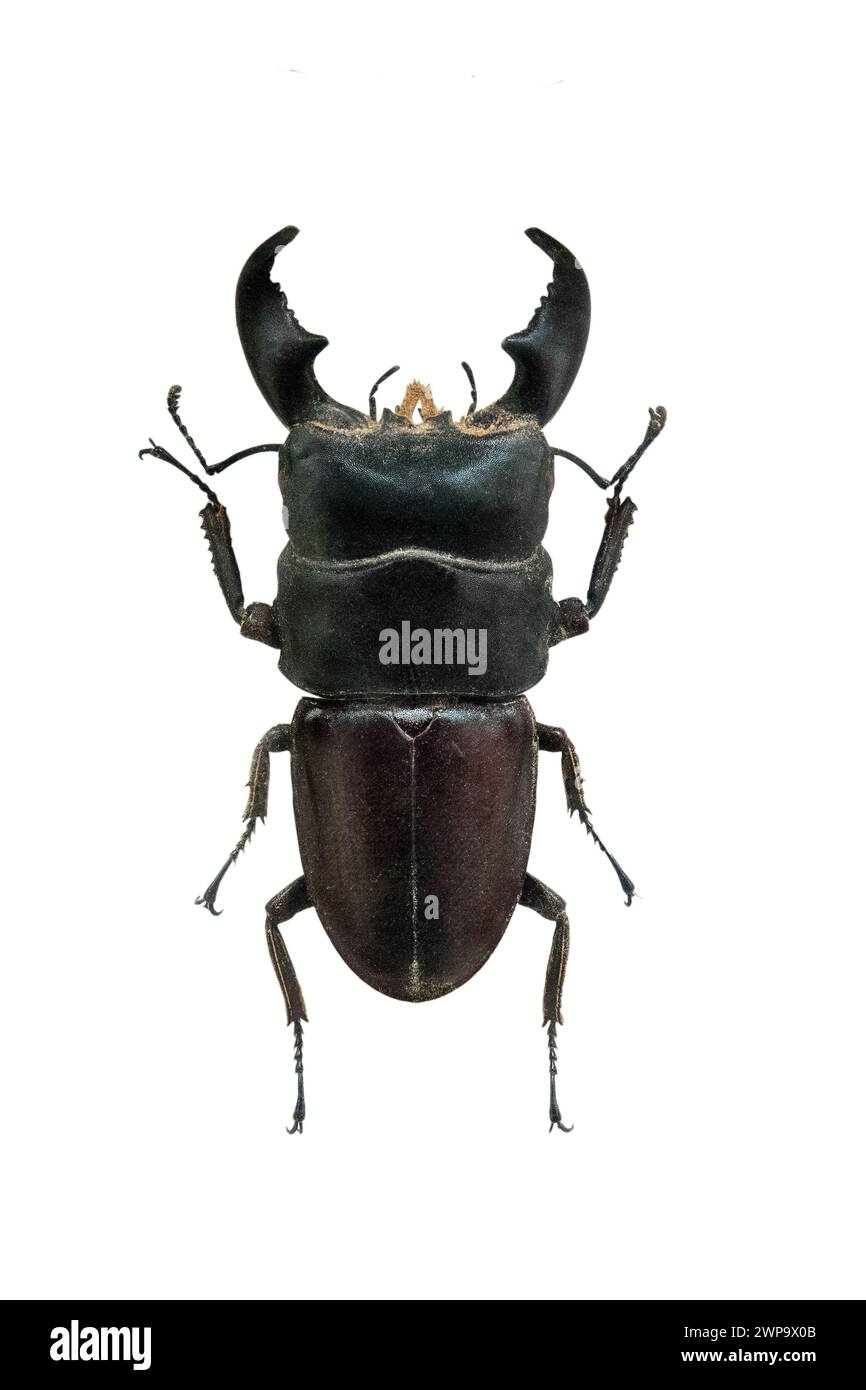 beetle Dorcus titanus isolated on white background Stock Photo - Alamy
