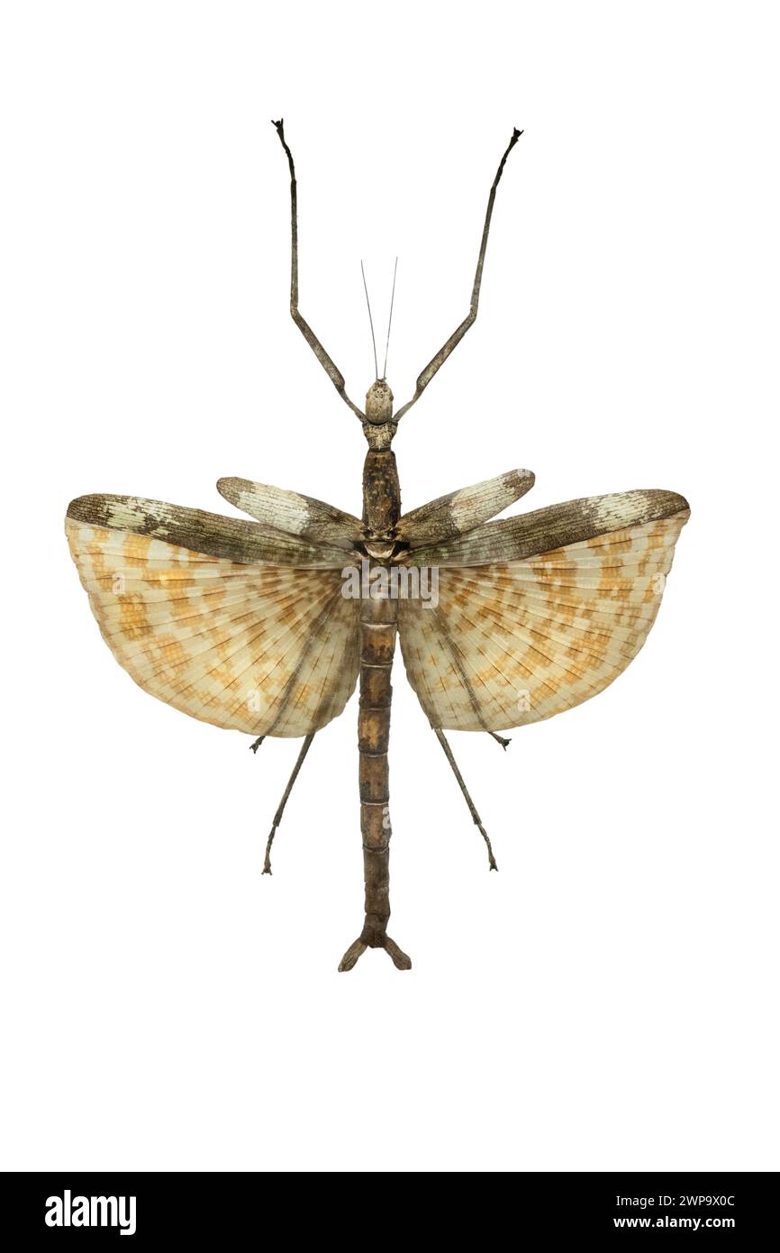 beetle Phasma gigas isolated on white background Stock Photo - Alamy