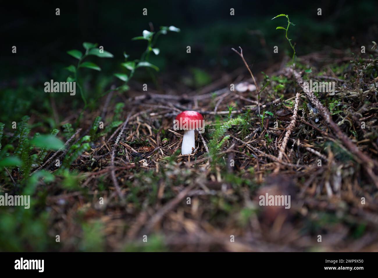 red russula mushroom growing in the wild forest Stock Photo - Alamy