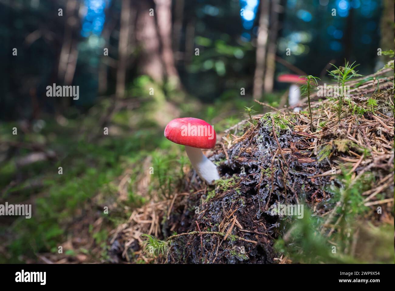 red russula mushroom growing in the wild forest Stock Photo - Alamy