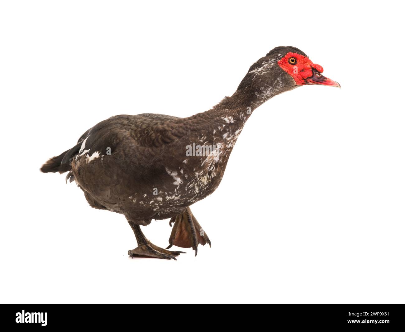 Muscovy duck isolated on white background Stock Photo - Alamy