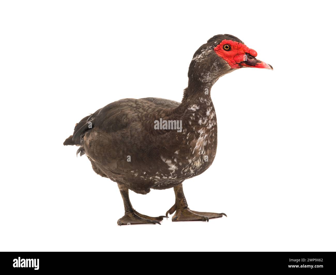 Muscovy duck isolated on white background Stock Photo - Alamy
