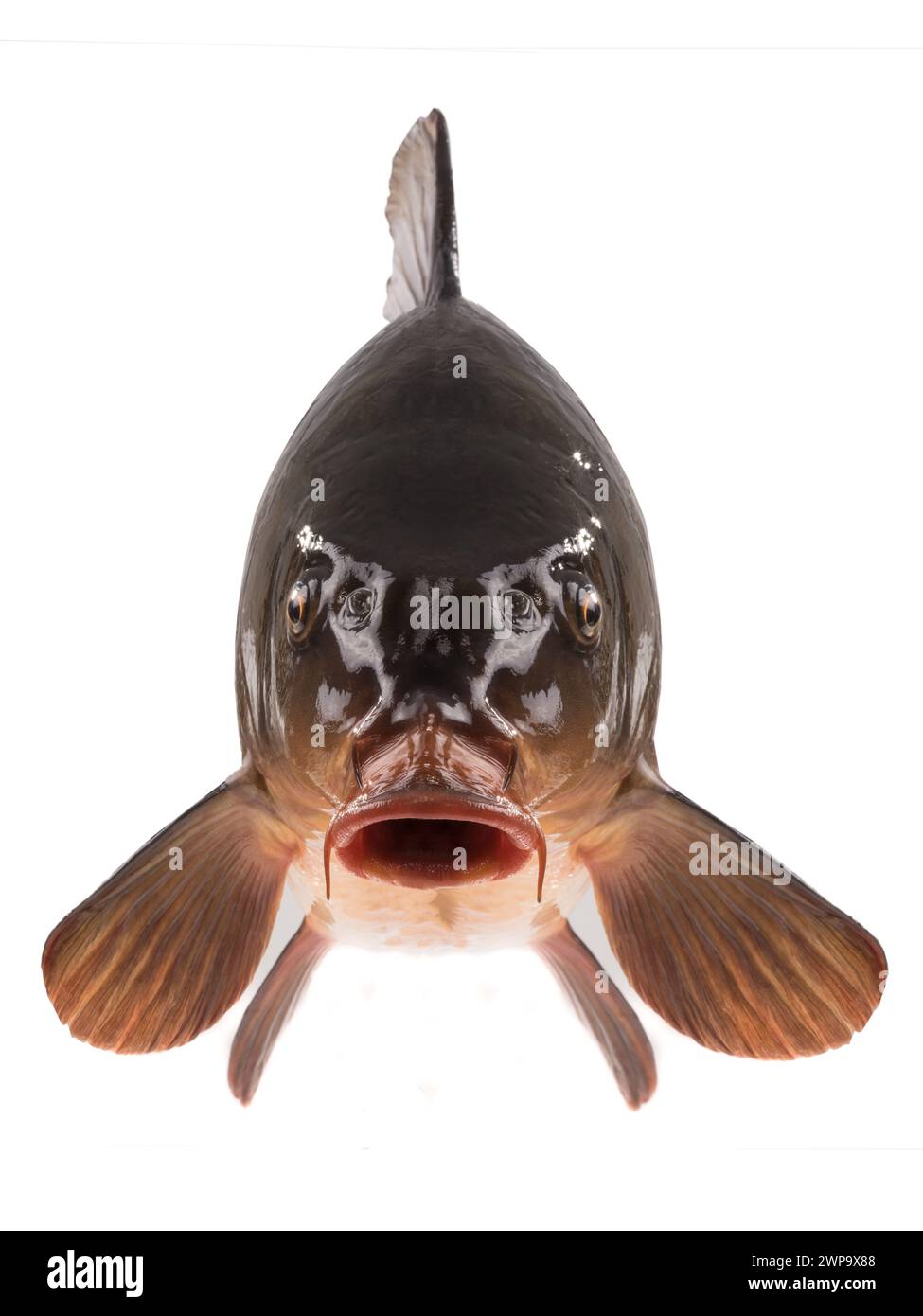 portrait Mirror carp isolated on white background Stock Photo - Alamy