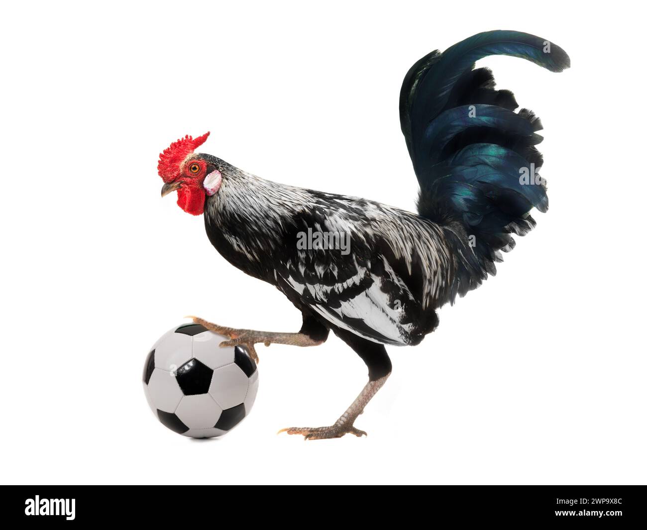 rooster with football ball isolated on white background Stock Photo - Alamy