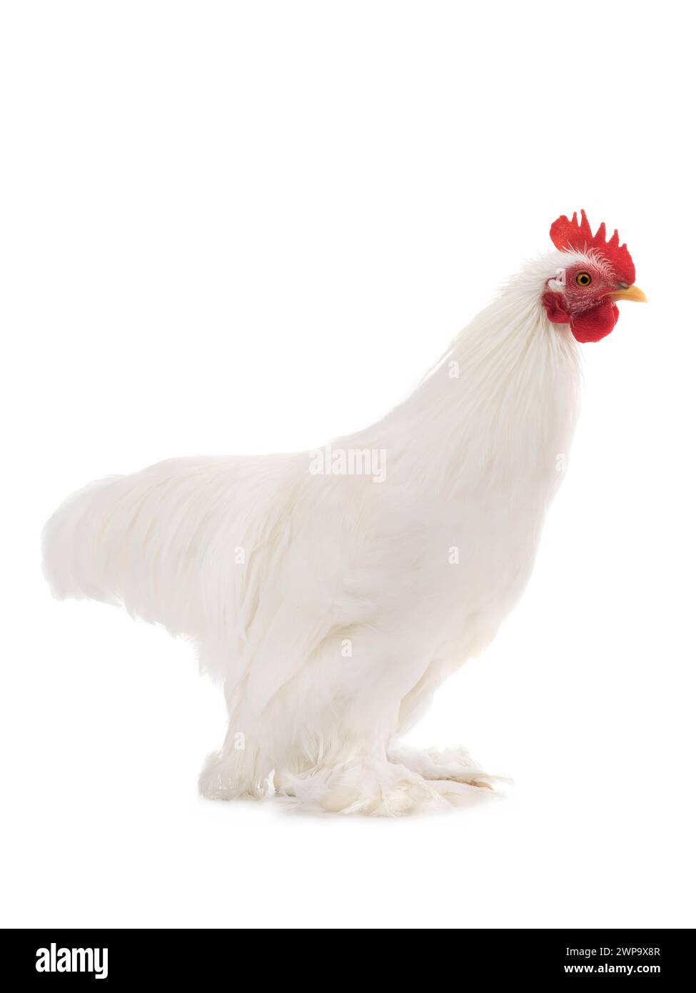 white rooster isolated on white background Stock Photo - Alamy