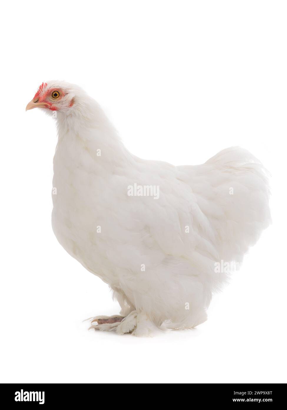 White beautiful crowing hi-res stock photography and images - Alamy