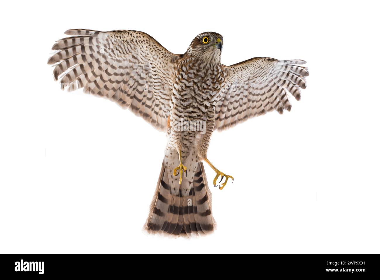 falcon in flight isolated on a white background Stock Photo - Alamy
