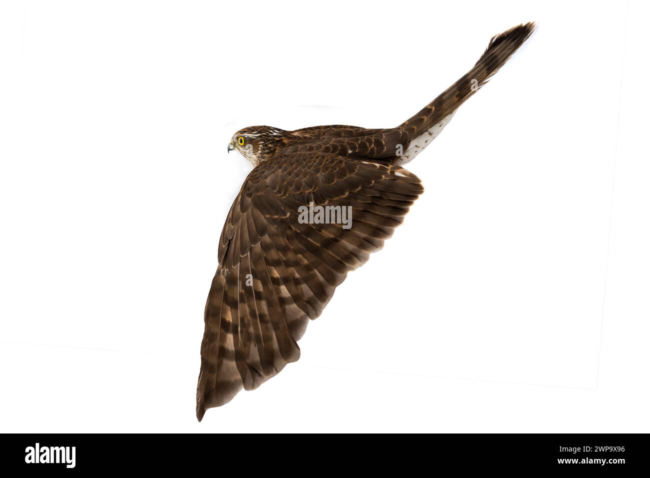 falcon in flight isolated on a white background Stock Photo - Alamy