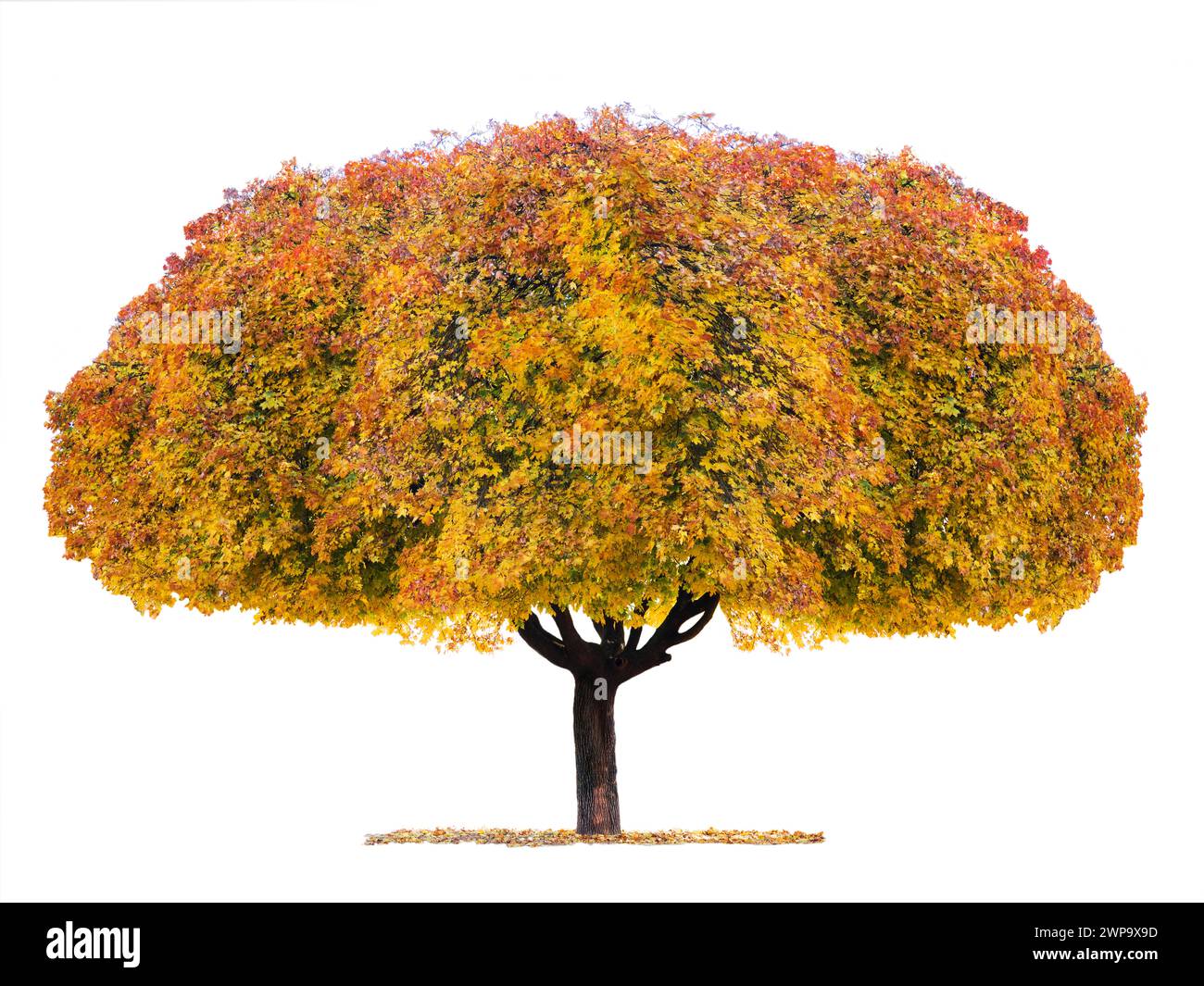 yellow maple tree isolated on white background Stock Photo - Alamy