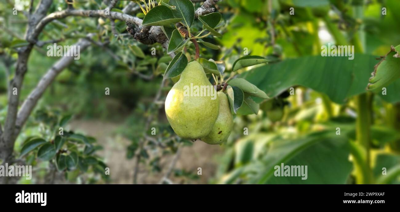 Gardening without chemicals hi-res stock photography and images - Alamy