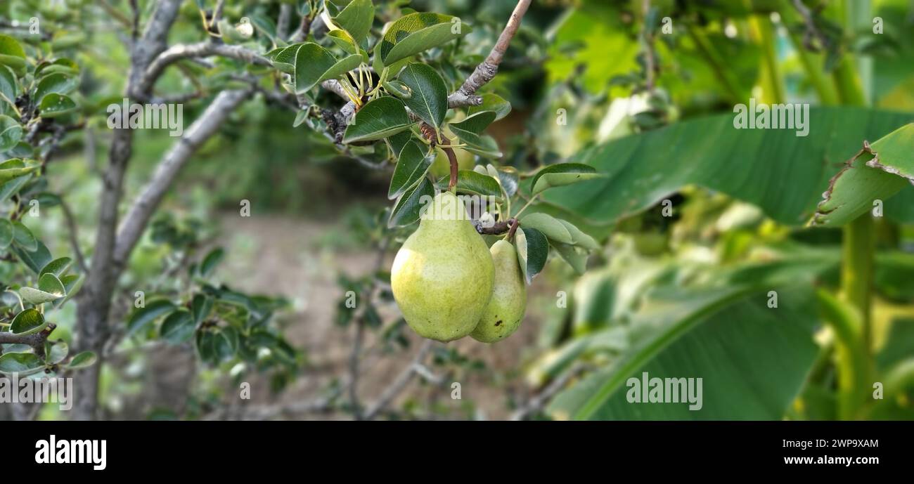 Gardening without chemicals hi-res stock photography and images - Alamy