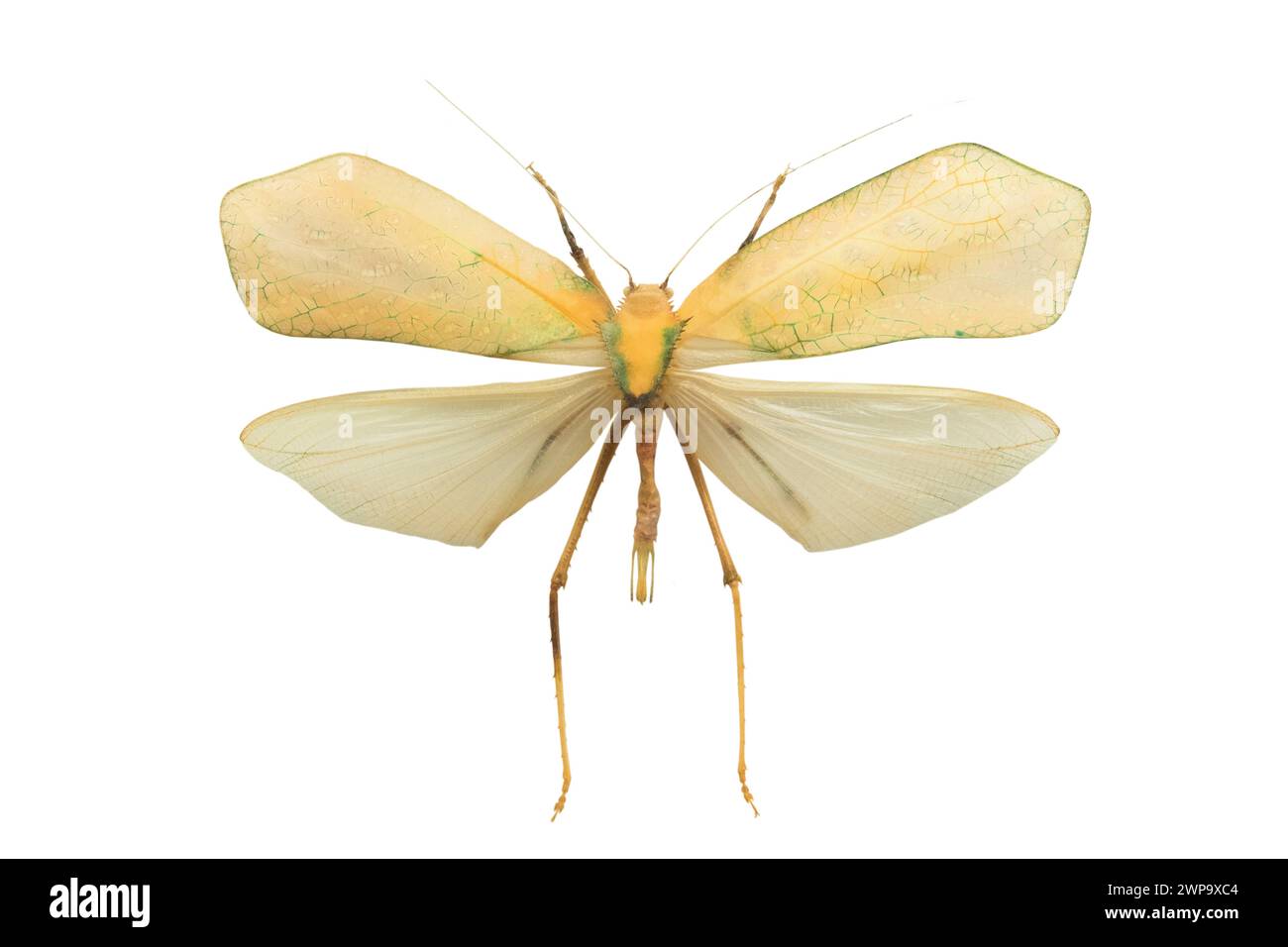 insect Sasuma isolated on a white background Stock Photo - Alamy