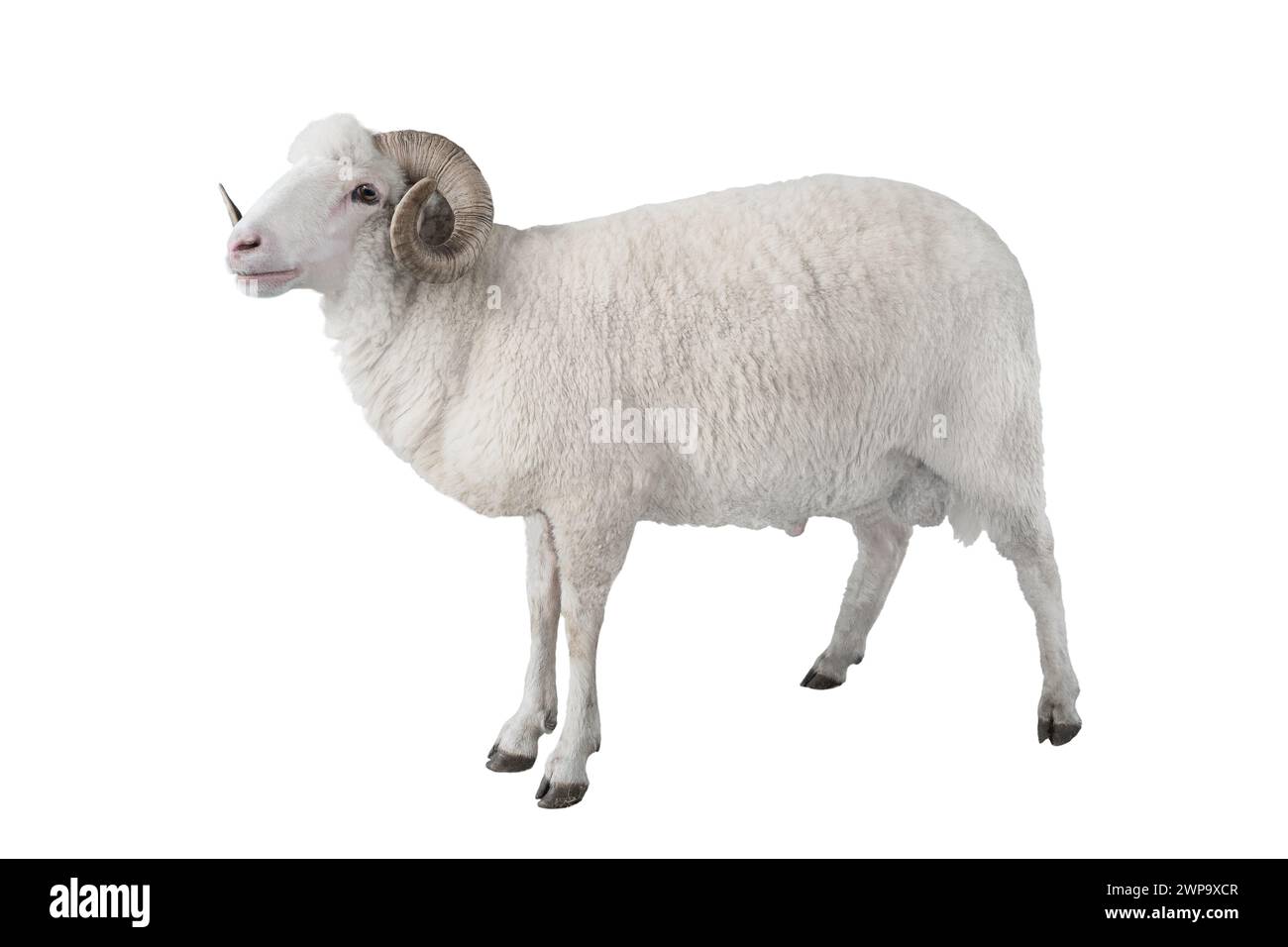 white ram isolated on white background Stock Photo - Alamy