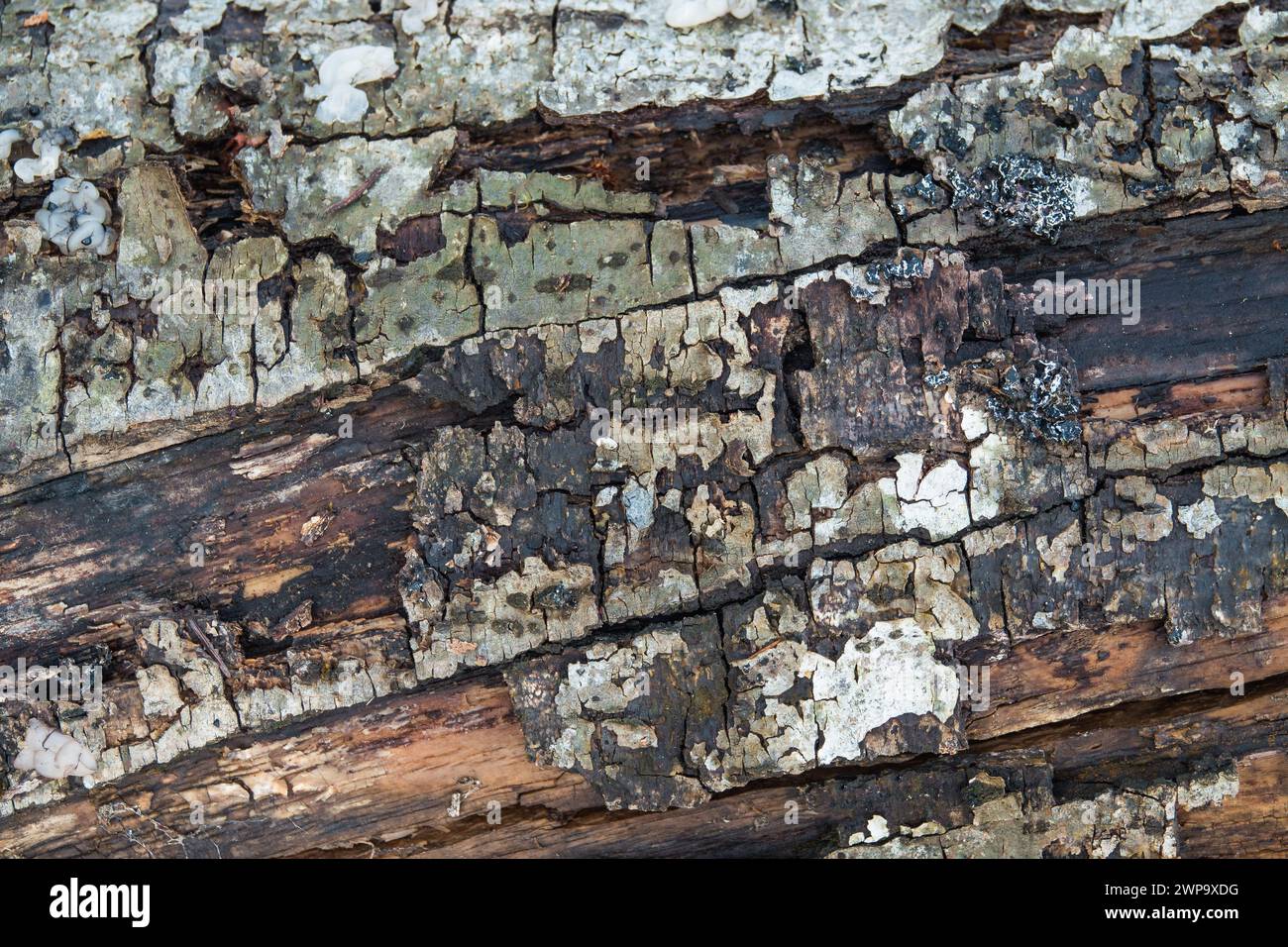 graphic wood texture for your design Stock Photo - Alamy