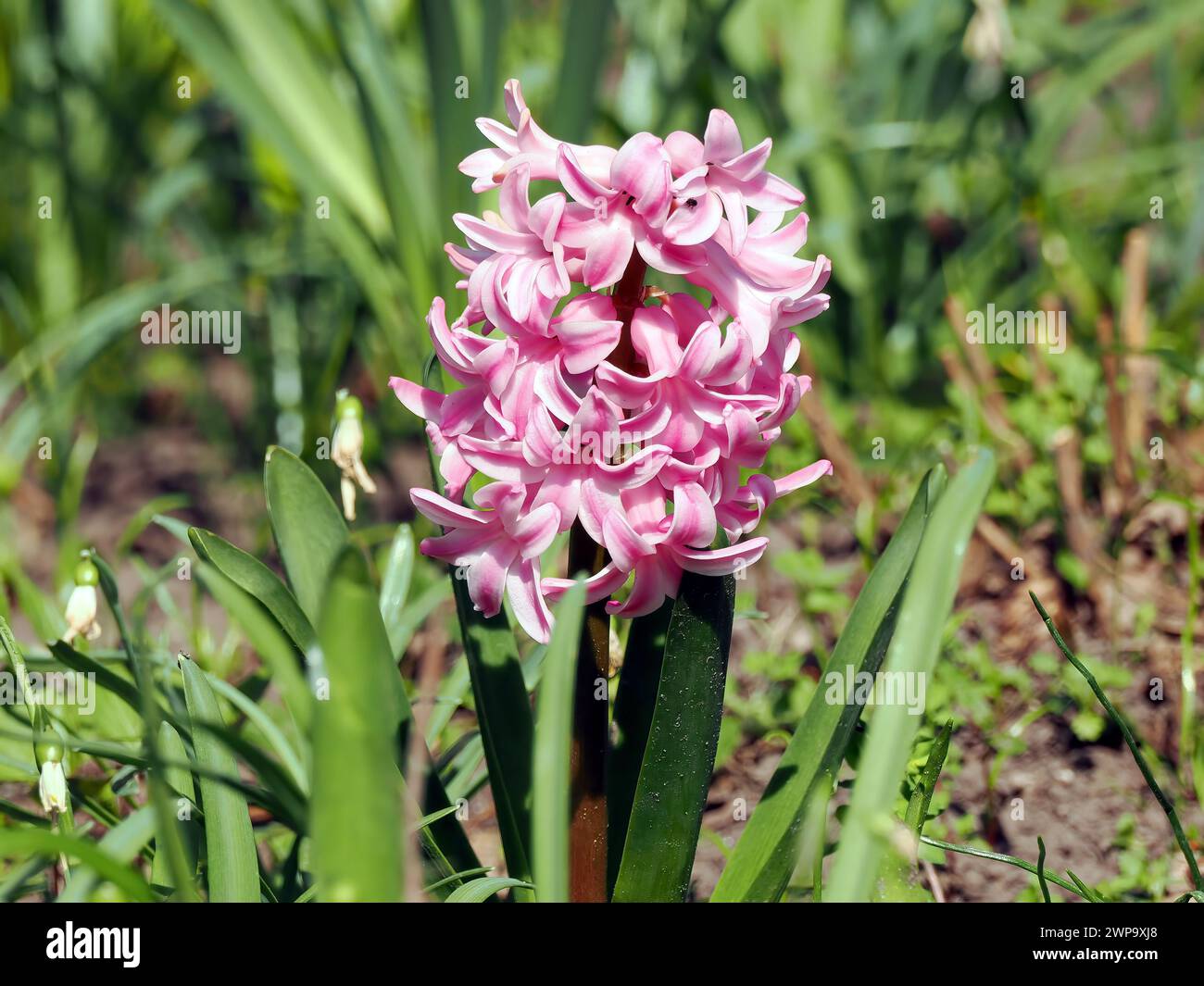 common hyacinth, garden hyacinth or Dutch hyacinth, Gartenhyazinthe, Jacinthe d'Orient ...