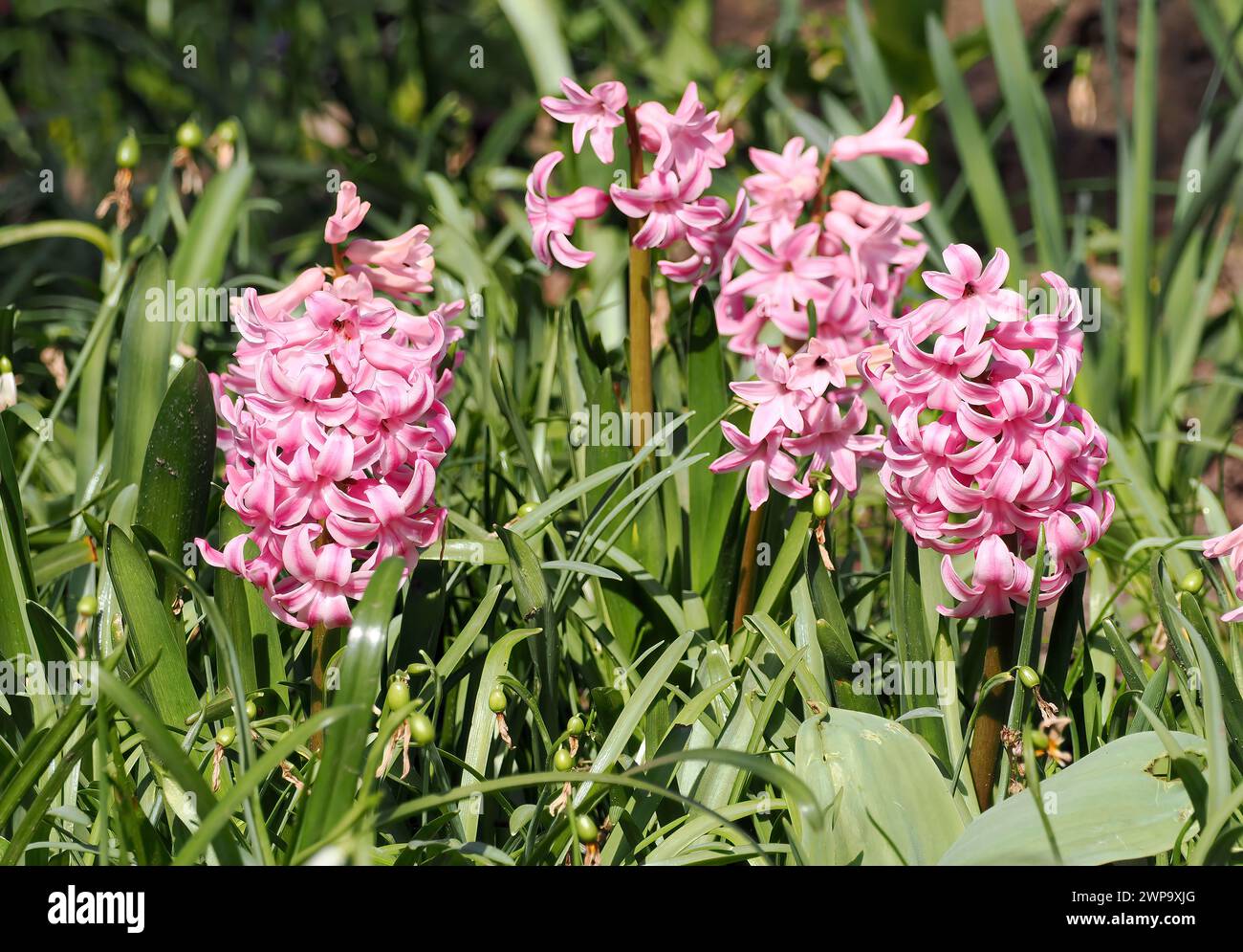 common hyacinth, garden hyacinth or Dutch hyacinth, Gartenhyazinthe ...