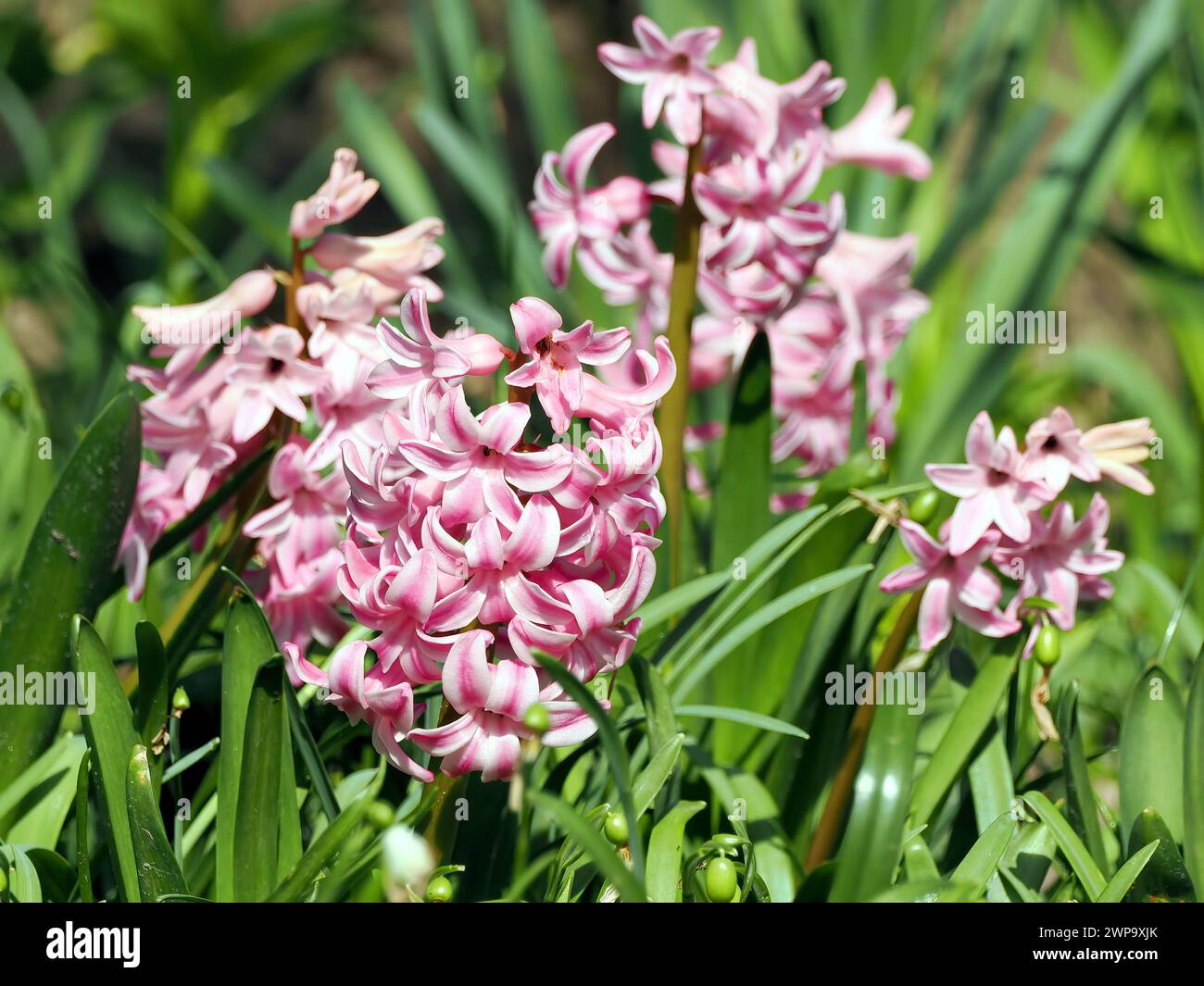 common hyacinth, garden hyacinth or Dutch hyacinth, Gartenhyazinthe ...