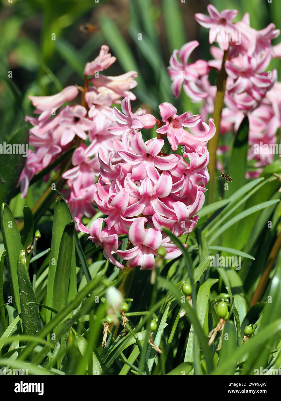 common hyacinth, garden hyacinth or Dutch hyacinth, Gartenhyazinthe ...