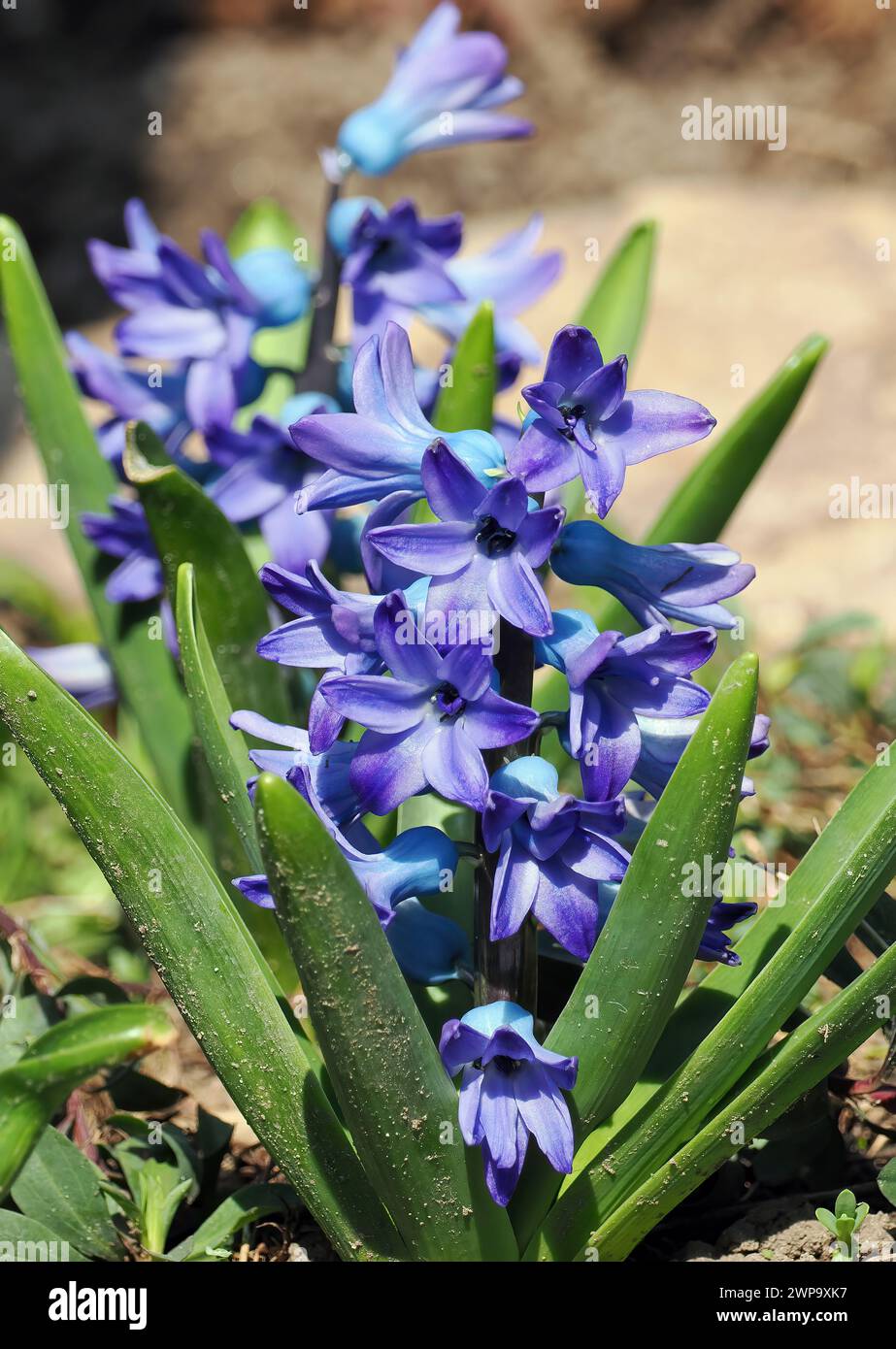 common hyacinth, garden hyacinth or Dutch hyacinth, Gartenhyazinthe ...