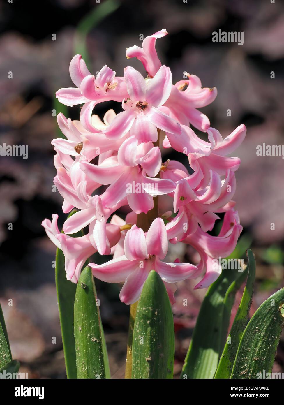 common hyacinth, garden hyacinth or Dutch hyacinth, Gartenhyazinthe, Jacinthe d'Orient ...
