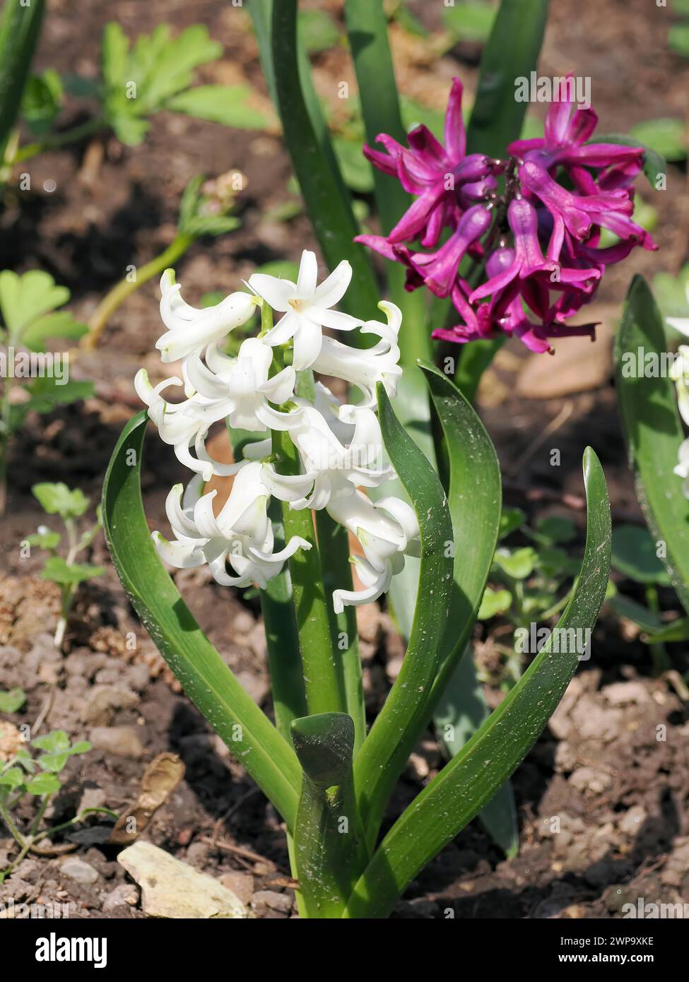 common hyacinth, garden hyacinth or Dutch hyacinth, Gartenhyazinthe, Jacinthe d'Orient ...