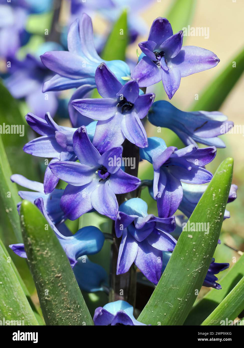 common hyacinth, garden hyacinth or Dutch hyacinth, Gartenhyazinthe, Jacinthe d'Orient ...