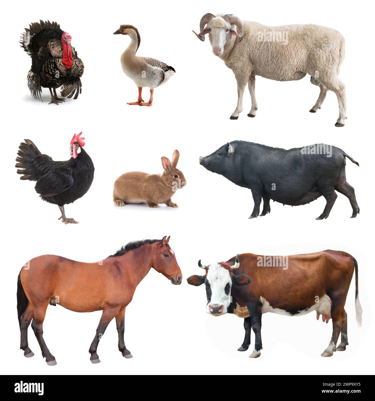 collage livestock isolated on white background Stock Photo - Alamy