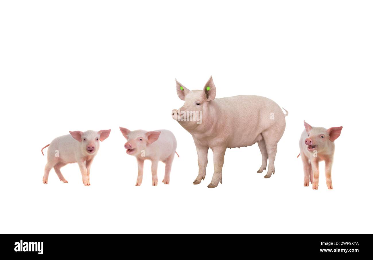 female and piglet isolated on white background Stock Photo - Alamy